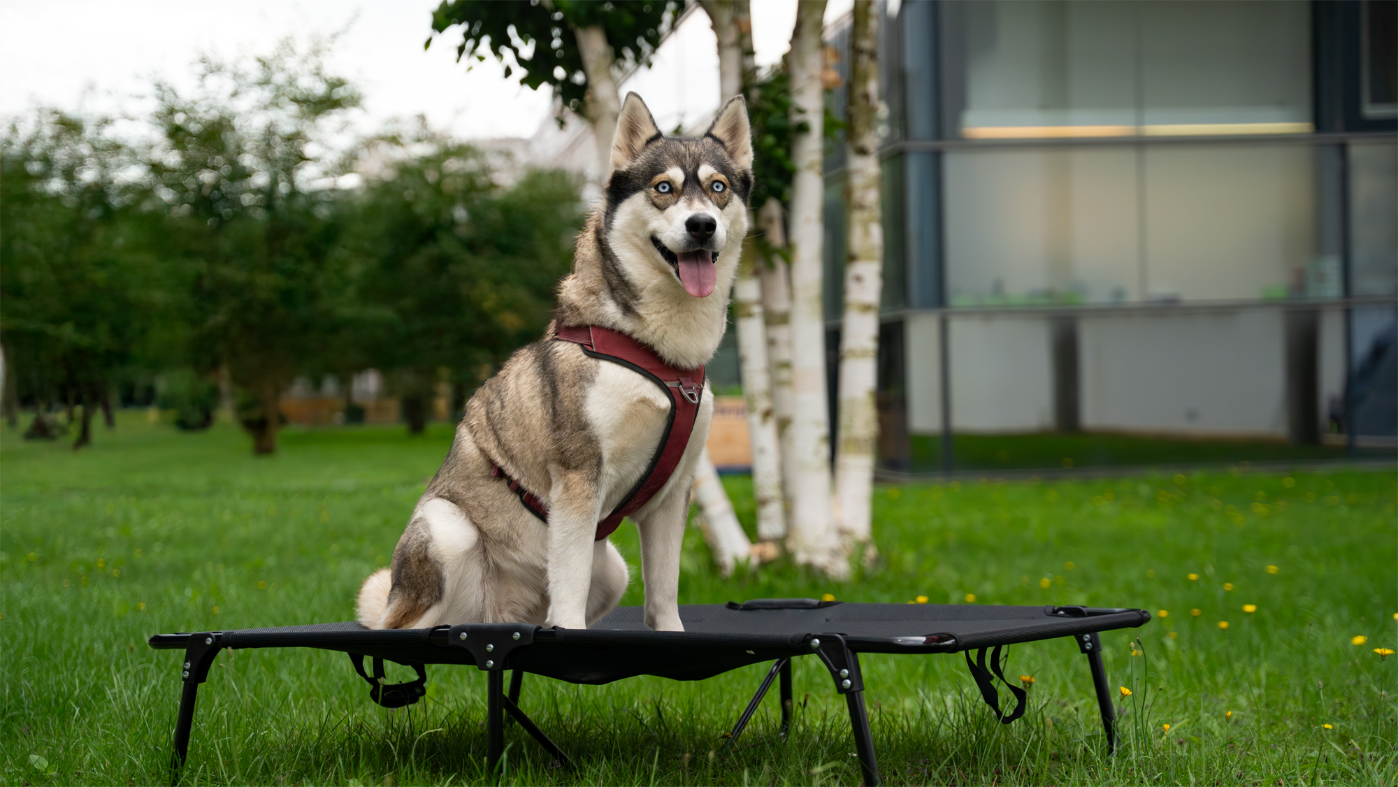 Berger faltbares Hundebett PfotenRuhe - Berger Camping